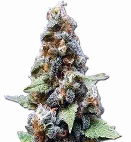 Gorilla Lemon Fire Regular | GrowingWeed Gorilla Lemon Fire Regular | GrowingWeed